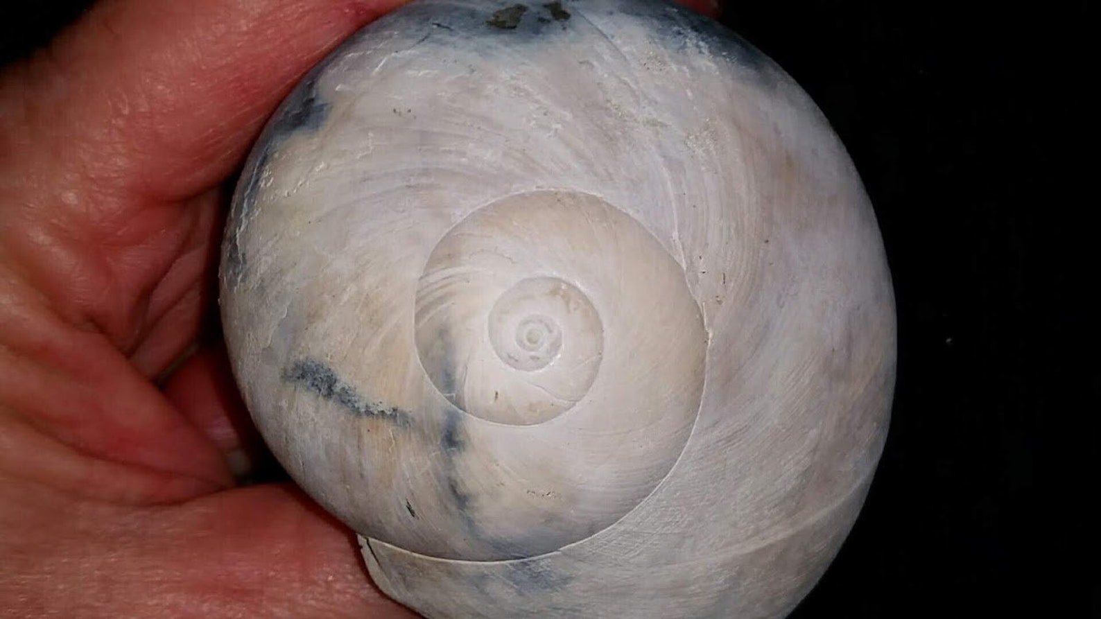 Florida Fossilized / Fossil Moon Snail sea Shell Naticidae - Etsy
