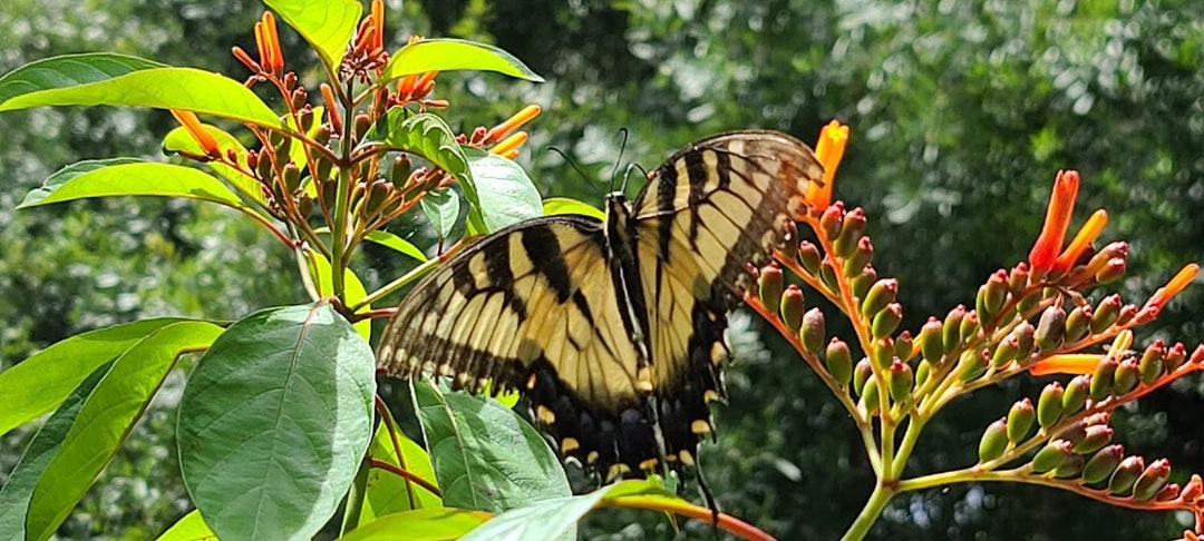 1 Firebush Starter Plant,yellow Orange Tubular Flowers Attracts ...