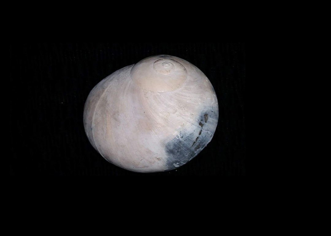 Florida Fossilized / Fossil Moon Snail -sea Shell Naticidae Gastropod ...