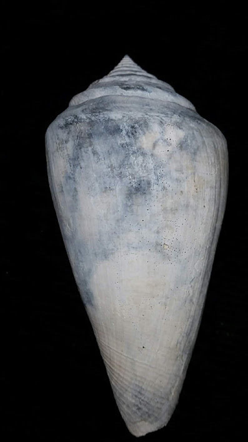 Blue & White Fossil / Fossilized Left Handed Cone Conidae Sea - Etsy