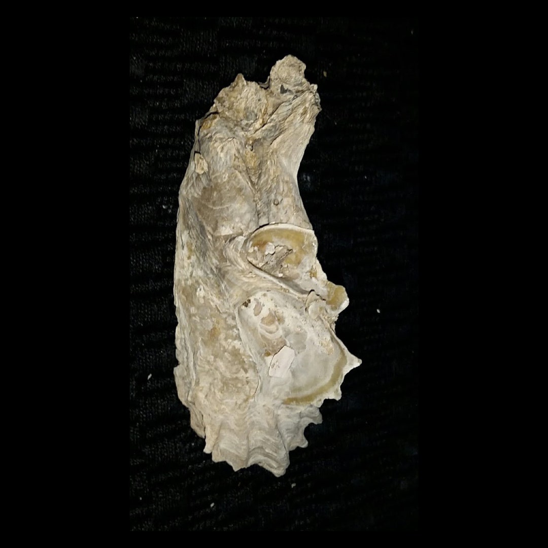 Florida Fossil / Fossilized Whole Oyster Shell Bivalve Both Halves ...