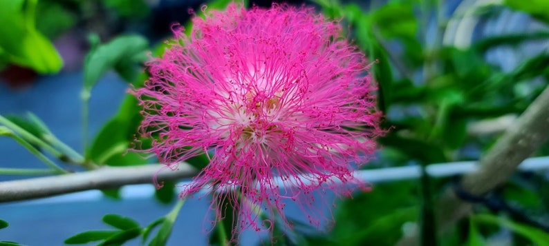1 -1/2' Pink Powderpuff Calliandra Tree Tropical Pink Flowers Powder ...