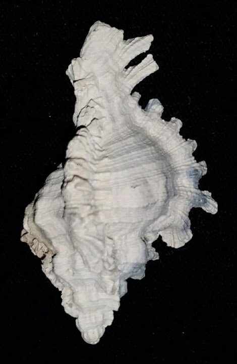 Fossil / Fossilized Florida Muricidae Murex Sea Shell - Etsy