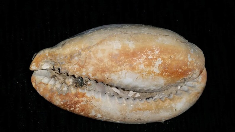 Florida Fossil Siphocypraea Cypraea Cowrie Sea Shell Fossilized Sea ...