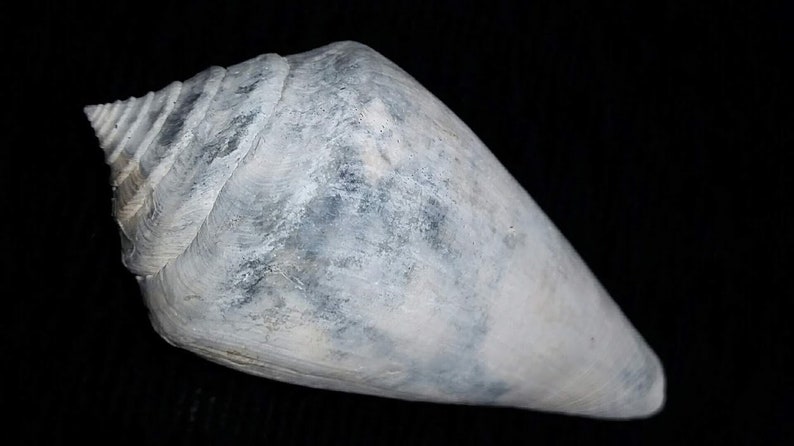 Blue & White Fossil / Fossilized Left Handed Cone Conidae Sea - Etsy