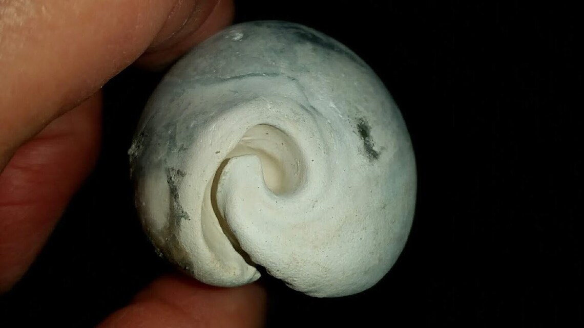 Florida Fossil Cypraea Cowrie Sea Shell Natural Color Blue and | Etsy