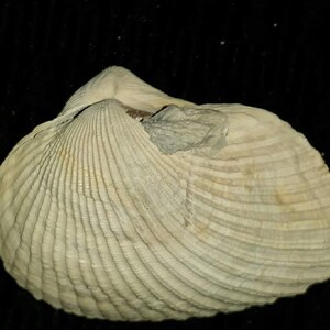 Fossil / Fossilized Arca Whole Both Halves Arca Bivalve Sea Shell ...