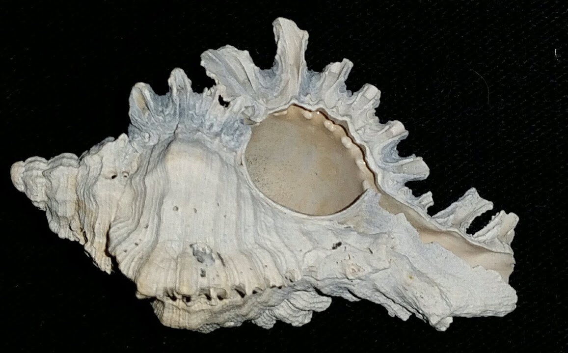 Fossil / Fossilized Florida Muricidae Murex Sea Shell - Etsy