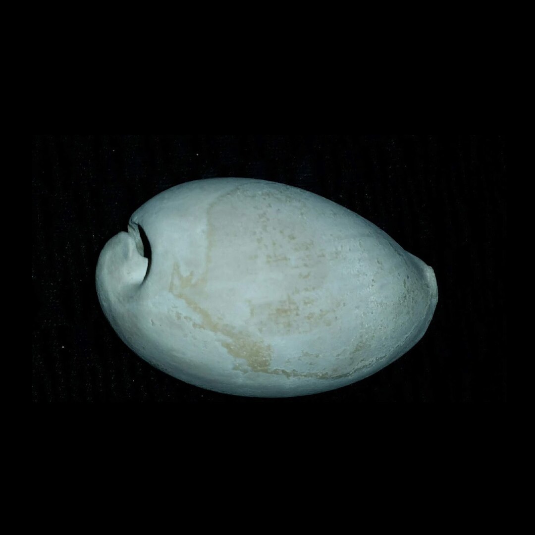 Florida Fossil Cypraea Cowrie Sea Shell Natural Color Fossilized Sea ...