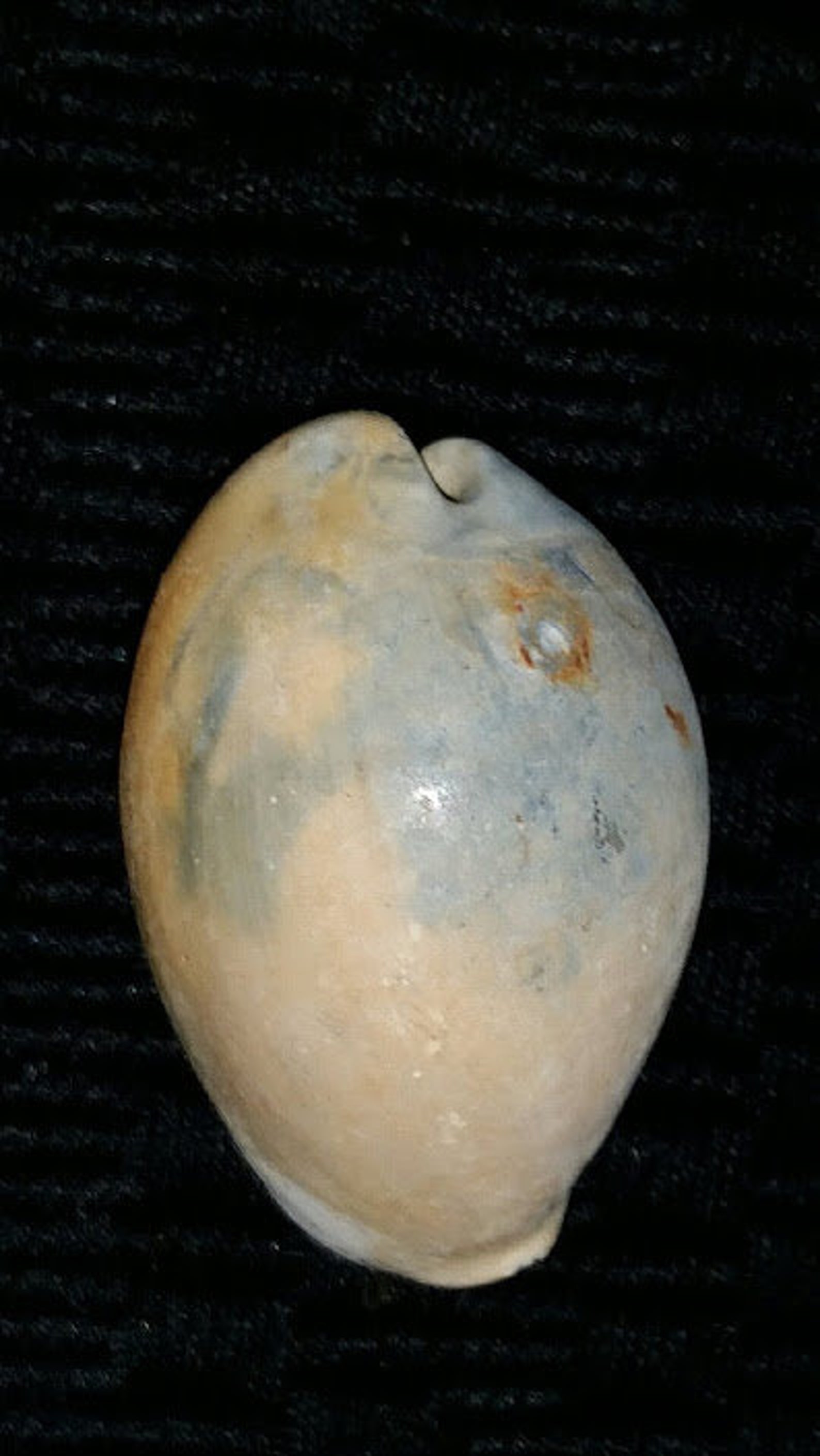 Florida Fossil Cypraea Cowrie Sea Shell Beautiful Color Fossilized ...
