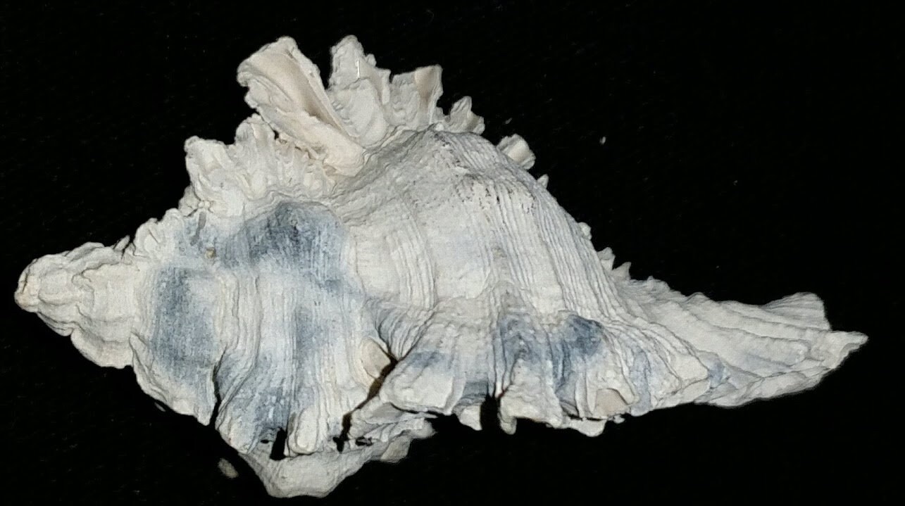 Fossil / Fossilized Florida Muricidae Murex Sea Shell - Etsy