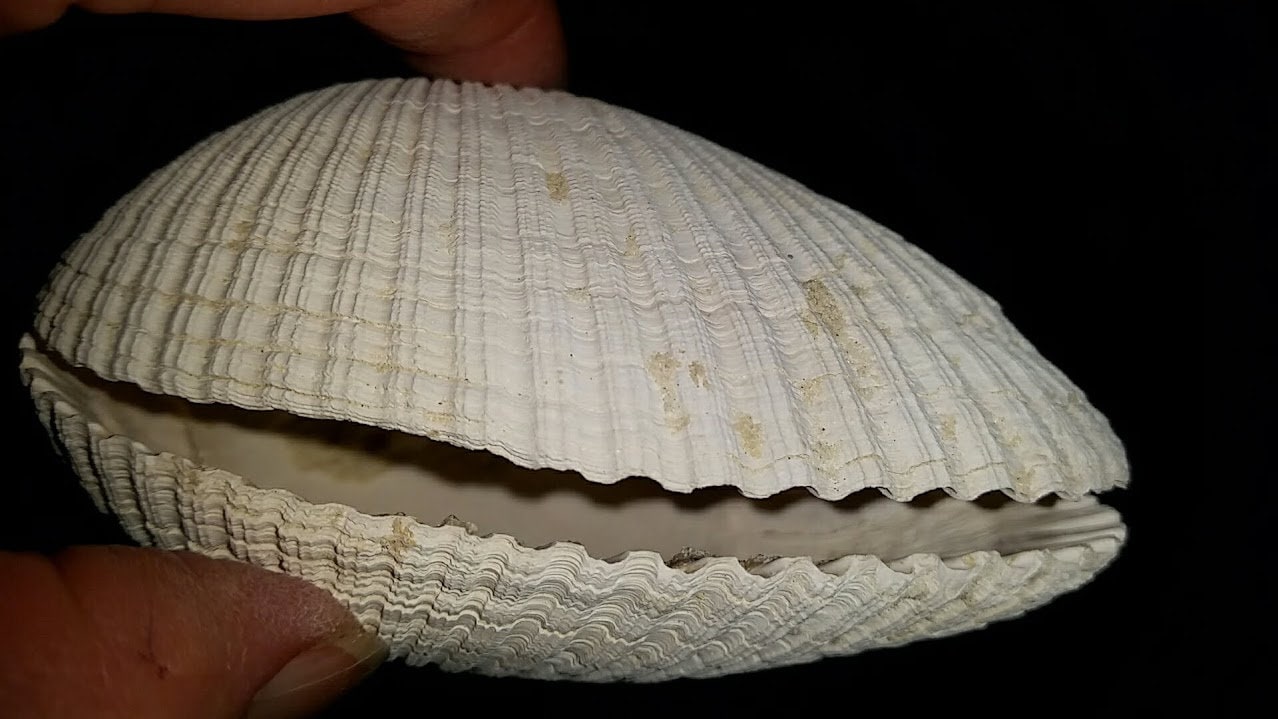 Fossil / Fossilized Arca Improcera Whole Both Halves Arca - Etsy