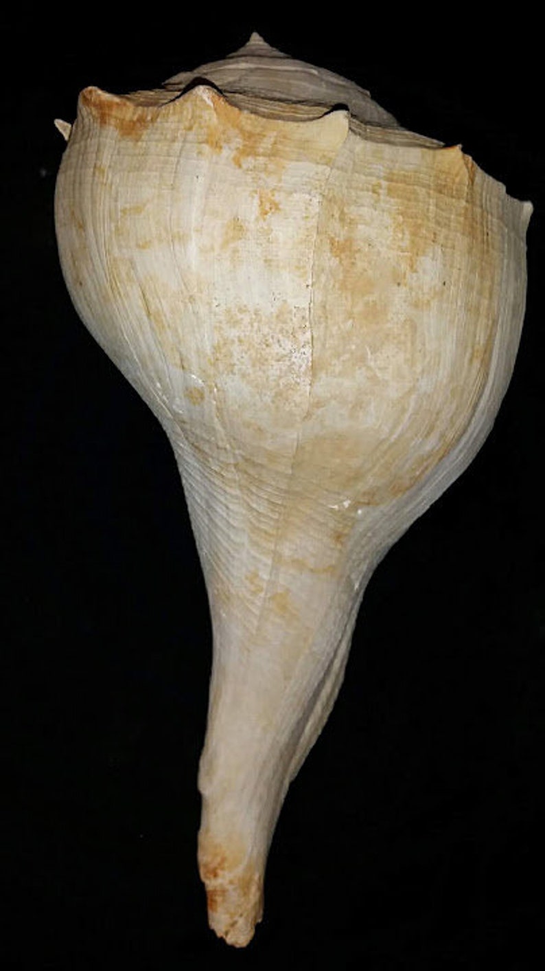 Florida Fossil Whelk Sea Shell All Natural Fossilized - Etsy