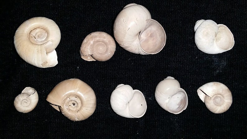 Florida Fossil / Fossilized Fresh Water Snail Shells Viviparus - Etsy
