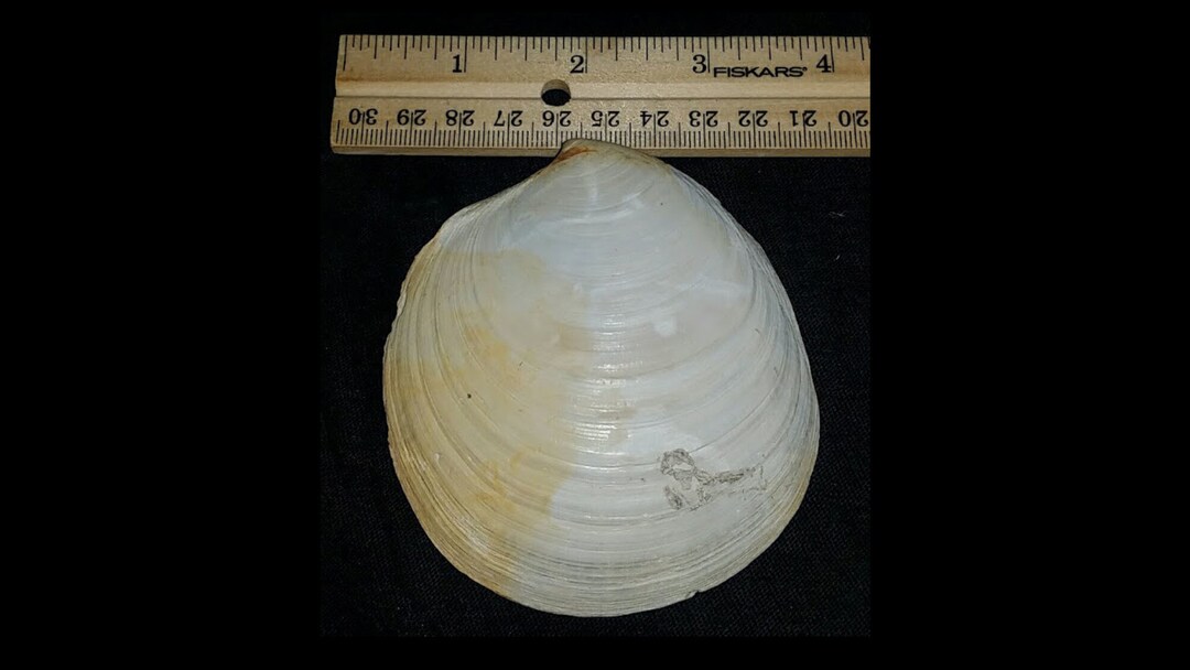 Florida Fossil / Fossilized Whole Miltha Carmenae Bivalve Shell Bermont ...