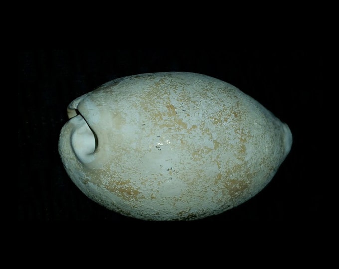 Florida Fossil / Fossilized Fresh Water Snail Shells Viviparus ...