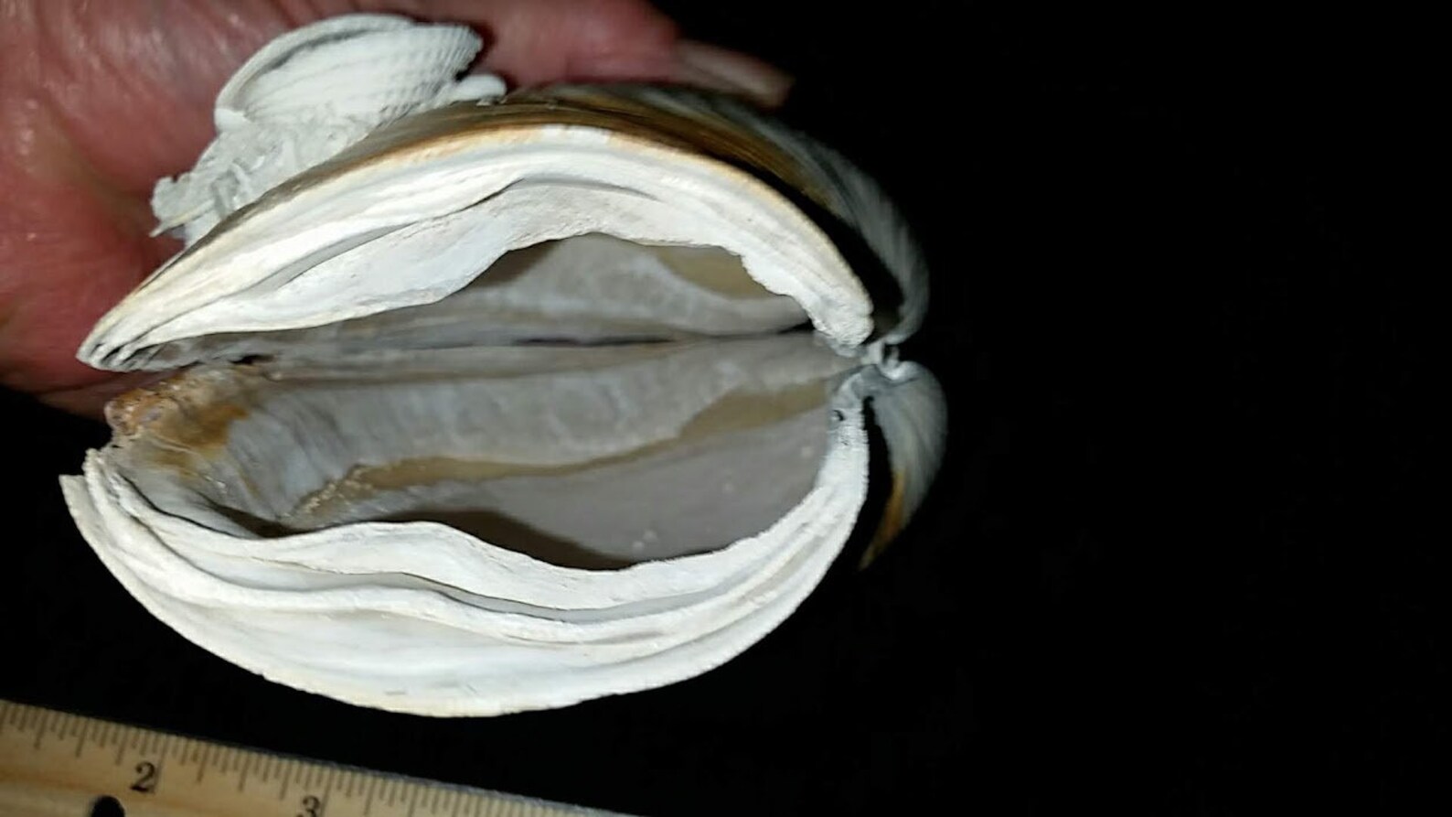 Florida Fossil Panopea Floridana Sea Shell With Blister Pearls ...