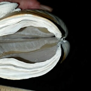 Florida Fossil Panopea Floridana Sea Shell With Blister Pearls ...