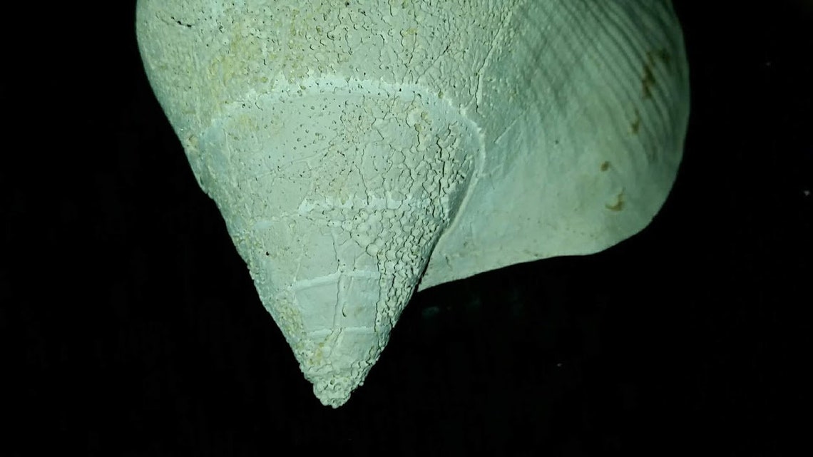Extinct Florida Fossil Fossil Strombus Shell Macrostrombus - Etsy