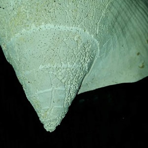 Extinct Florida Fossil Fossil Strombus Shell Macrostrombus Brachior Sea ...