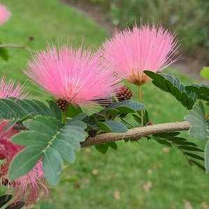 4' Pink Powderpuff Calliandra Tree Tropical Pink Flowers Powder Puff ...