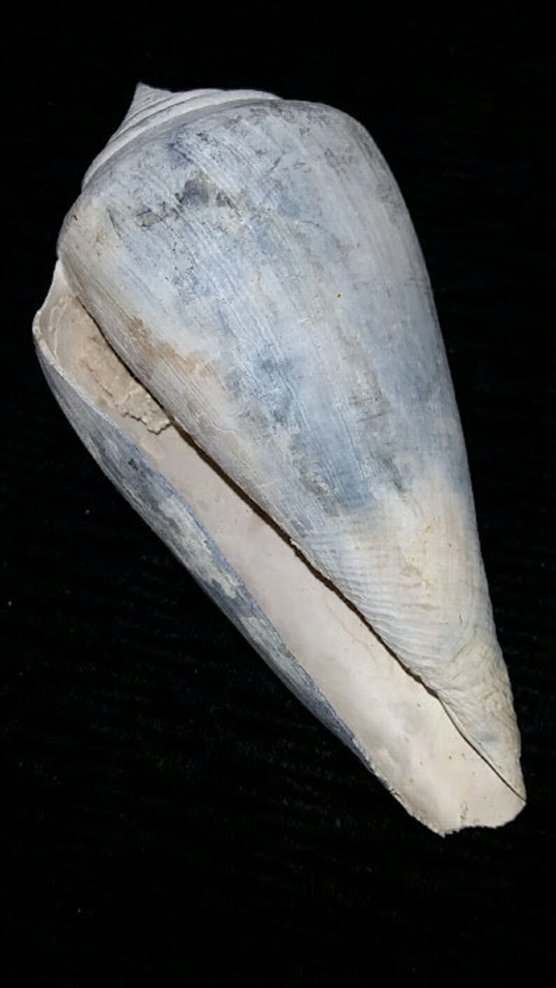 Blue & White Fossil / Fossilized Left Handed Cone Conidae Sea - Etsy