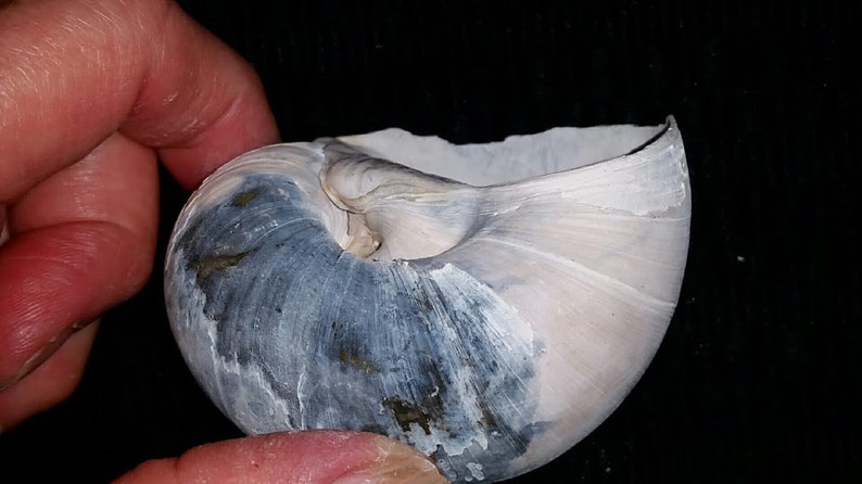 Florida Fossilized / Fossil Moon Snail sea Shell Naticidae - Etsy