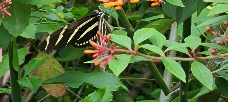 1 Firebush Starter Plant,yellow Orange Tubular Flowers Attracts ...