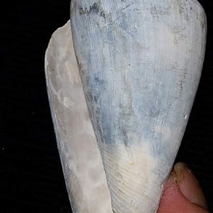 Blue & White Fossil / Fossilized Left Handed Cone Conidae Sea - Etsy