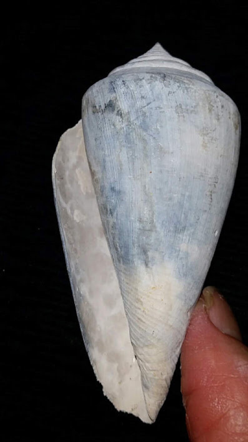 Blue & White Fossil / Fossilized Left Handed Cone Conidae Sea - Etsy