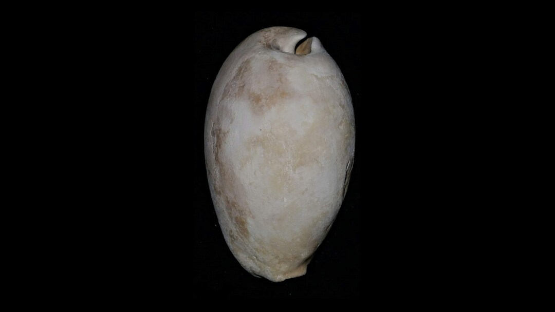 Florida Fossil Cypraea Cowrie Pahayokea Aspenae Sea Shell Siphocypraea ...