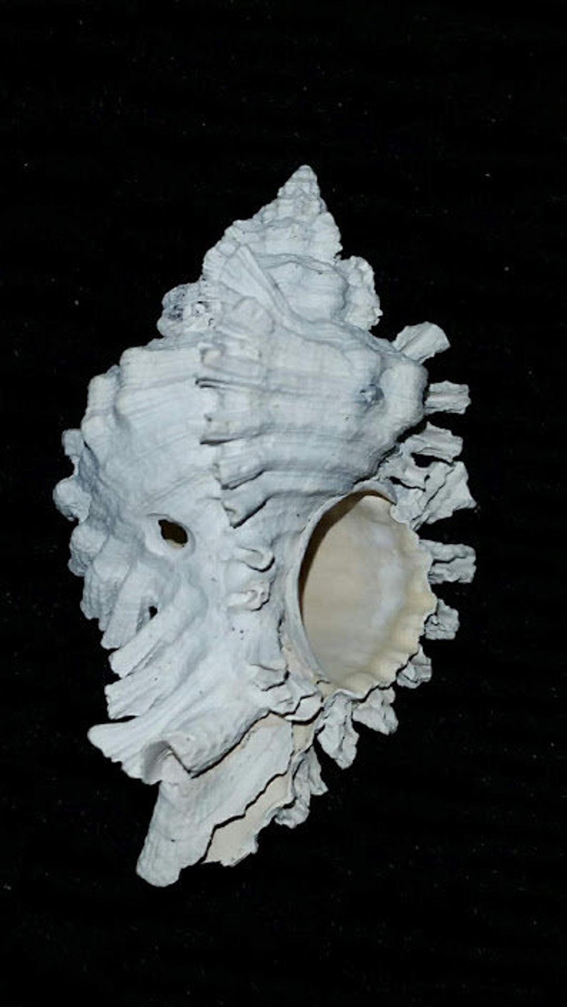 Fossil / Fossilized Florida Muricidae Murex Sea Shell Mollusk Great ...