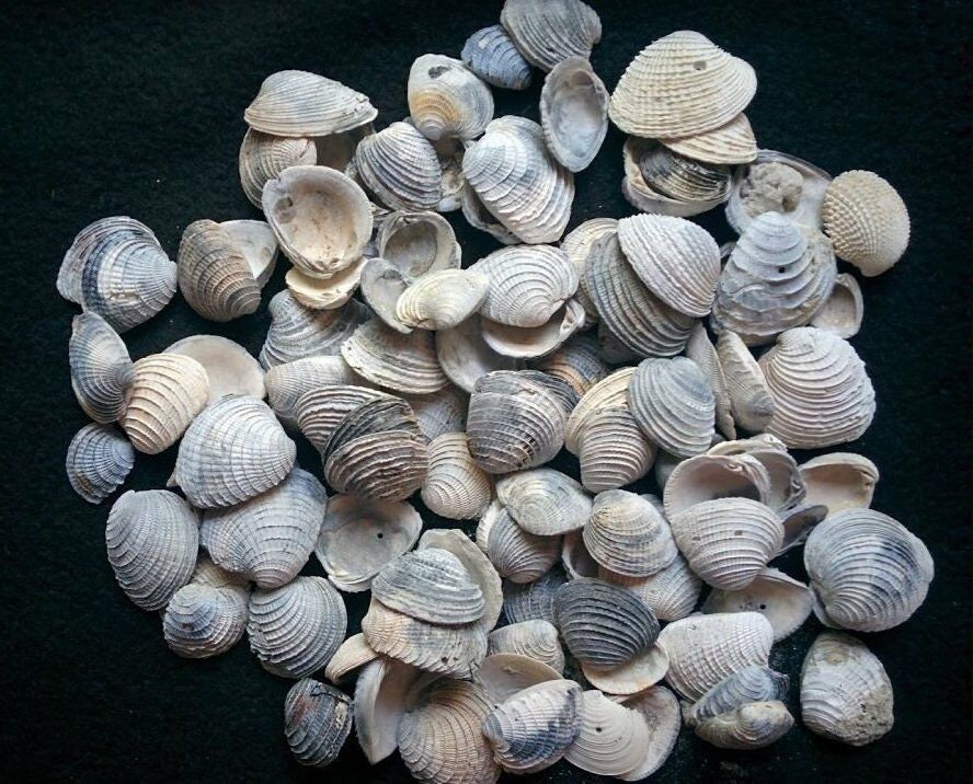 2 Cups Florida Fossil Bivalve Sea Shells All Natural Colors | Etsy