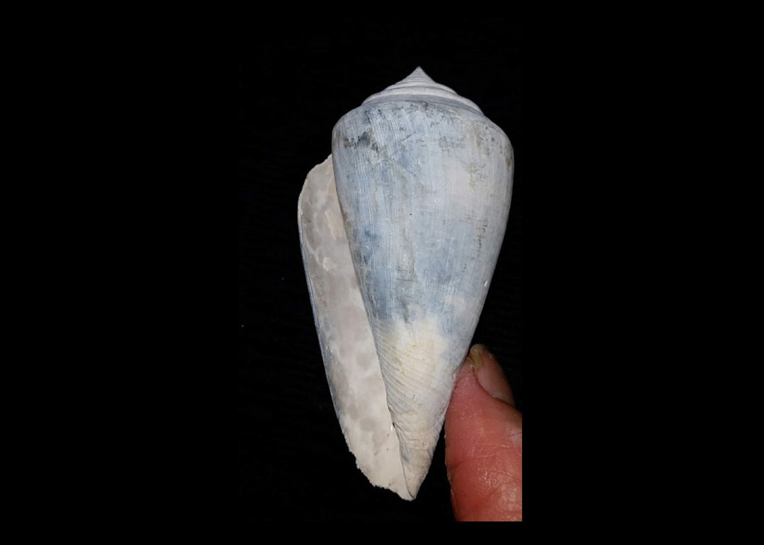 Blue & White Fossil / Fossilized Left Handed Cone Conidae Sea - Etsy