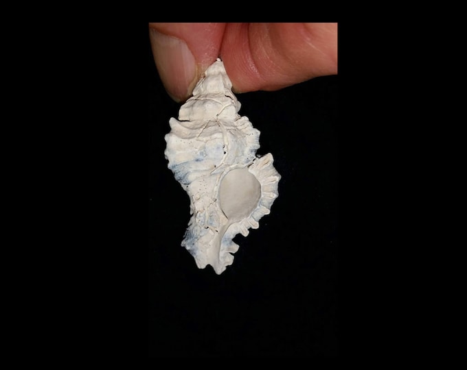 Fossil / Fossilized Arca Improcera Whole Both Halves Arca Bivalve Sea ...