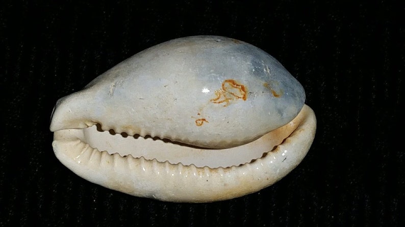 Florida Fossil Cypraea Cowrie Sea Shell Beautiful Color - Etsy