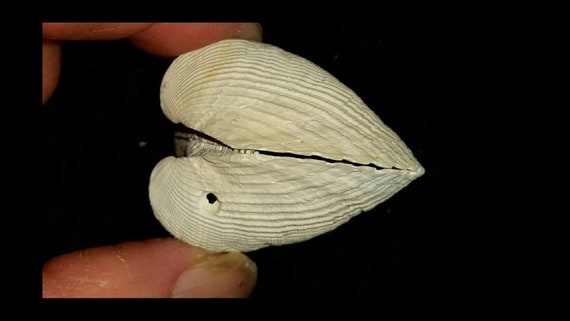 Fossil / Fossilized Arca Whole Both Halves Arca Bivalve Sea - Etsy