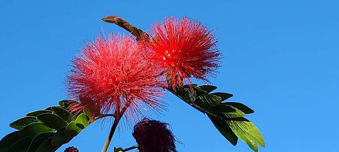 4' Red Powderpuff Calliandra Tree Tropical Red Flowers Powder Puff ...