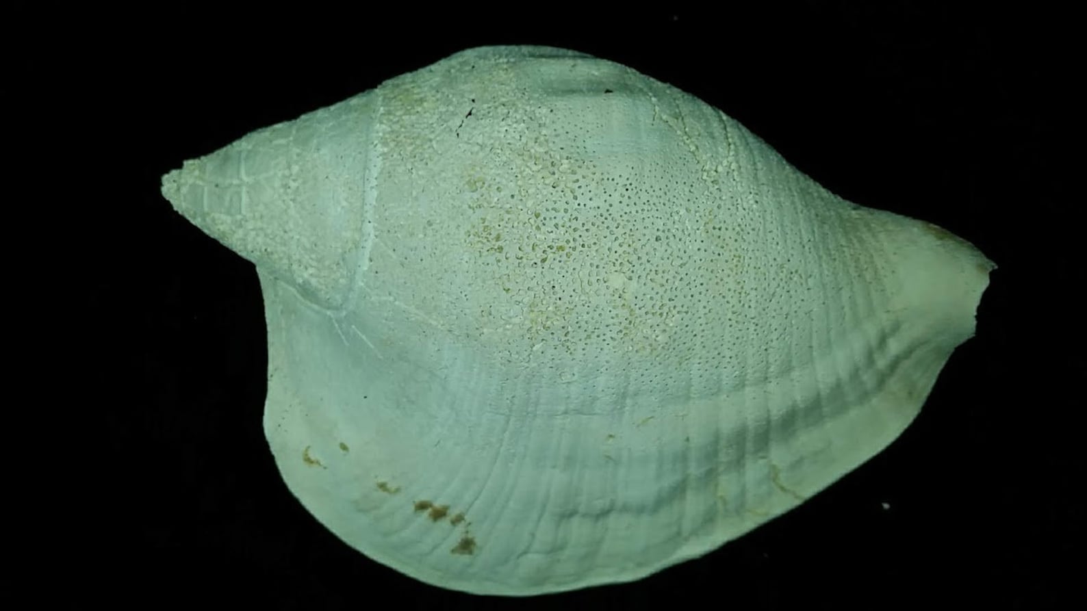 Extinct Florida Fossil Fossil Strombus Shell Macrostrombus Brachior Sea ...