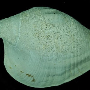 Extinct Florida Fossil Fossil Strombus Shell Macrostrombus Brachior Sea ...