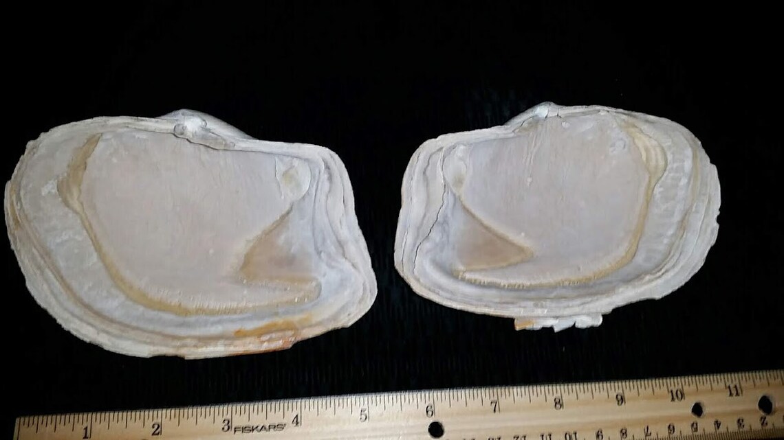 Florida Fossil Panopea Floridana Sea Shell With Blister Pearls ...