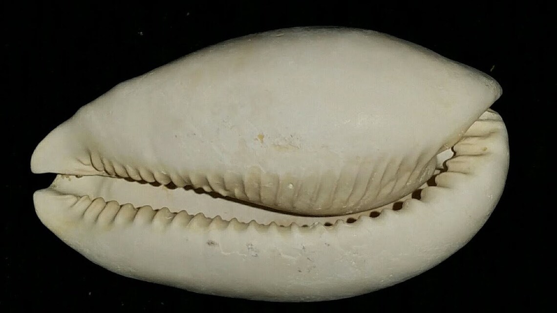 Florida Fossil Cypraea Cowrie Sea Shell Natural Color Fossilized Sea ...