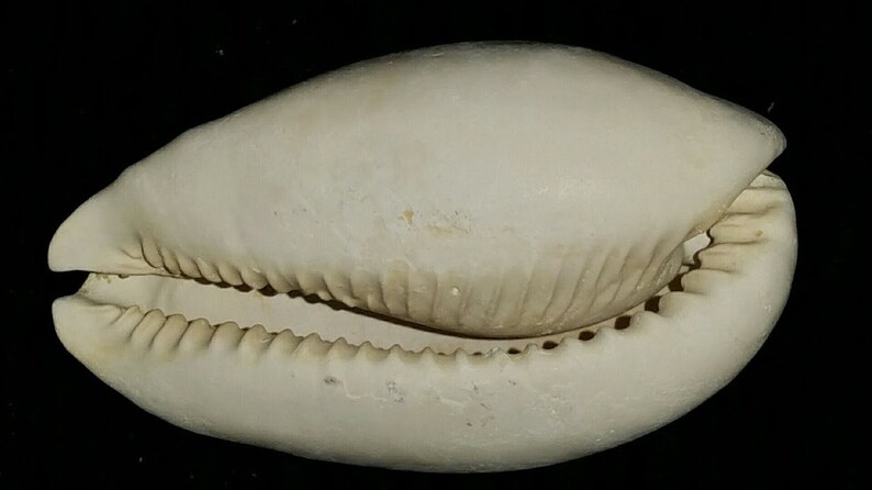 Florida Fossil Cypraea Cowrie Sea Shell Natural Color Fossilized Sea ...