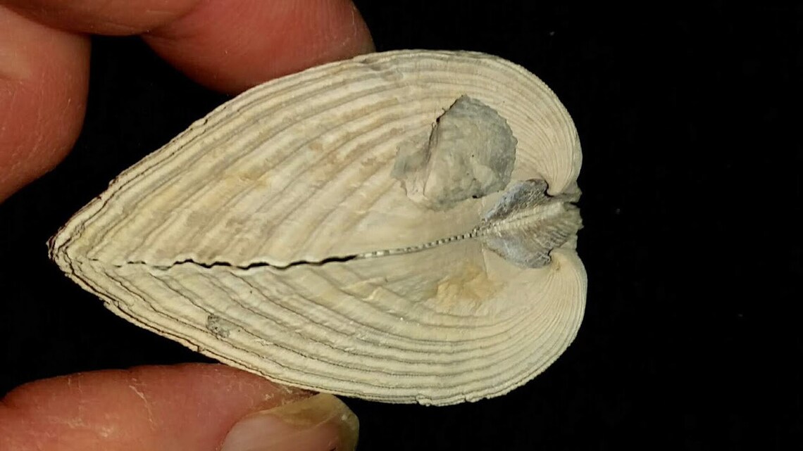 Fossil / Fossilized Arca Whole Both Halves Arca Bivalve Sea Shell ...