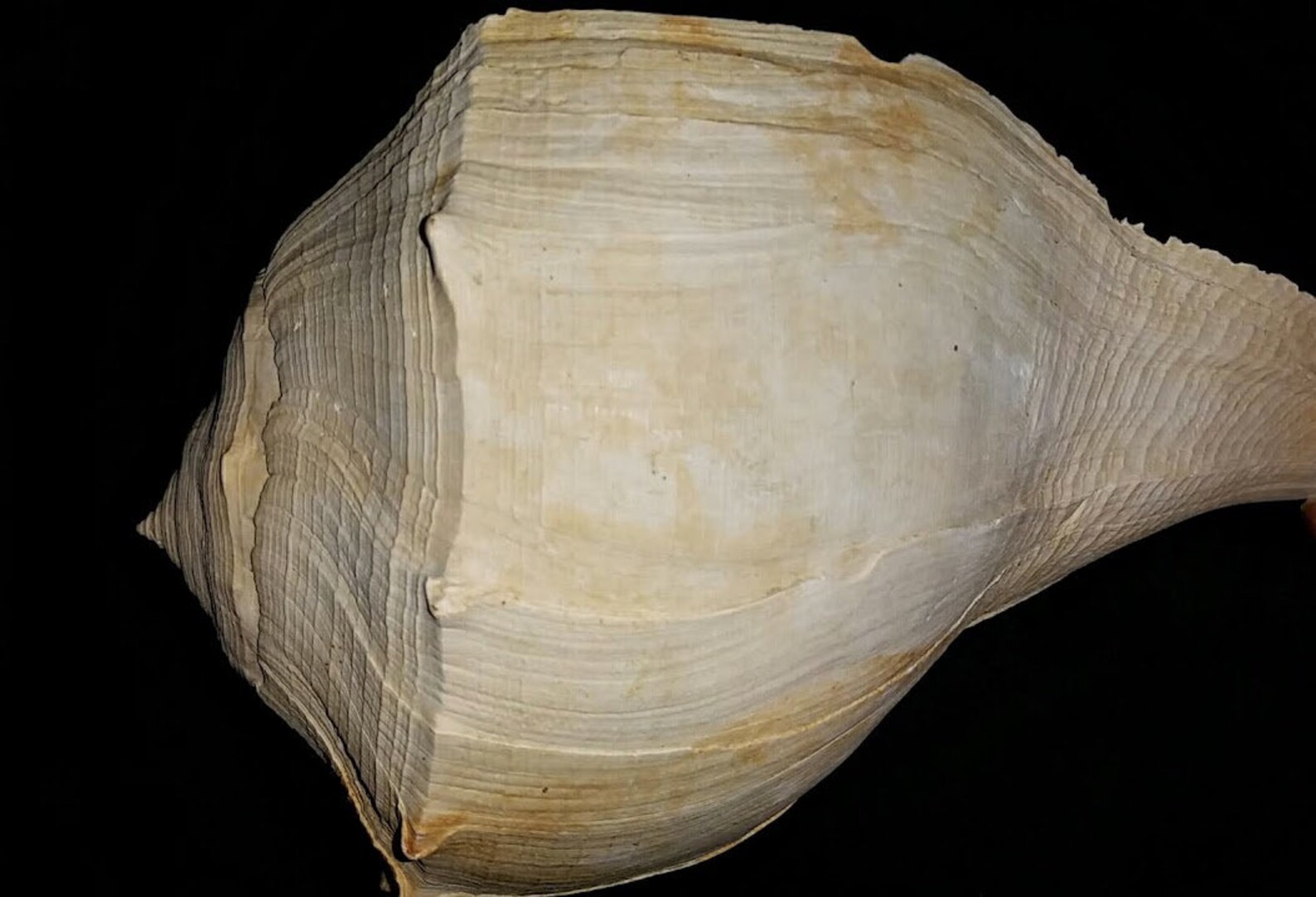 Florida Fossil Whelk Sea Shell All Natural Fossilized - Etsy
