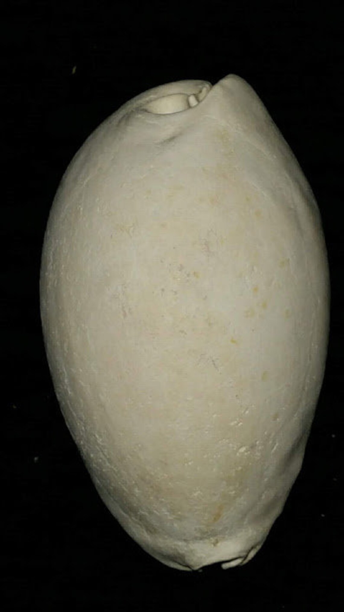 Florida Fossil Cypraea Cowrie Sea Shell Natural Color Fossilized Sea ...