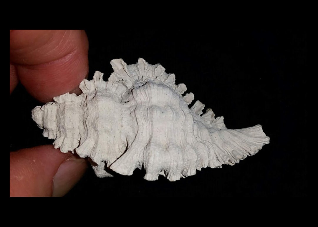 Fossil / Fossilized Florida Muricidae Murex Sea Shell Gastropod Mollusk ...