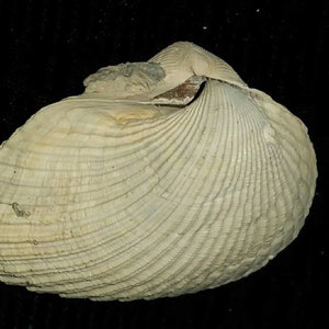 Fossil / Fossilized Arca Whole Both Halves Arca Bivalve Sea Shell ...