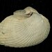Fossil / Fossilized Arca Whole Both Halves Arca Bivalve Sea Shell ...