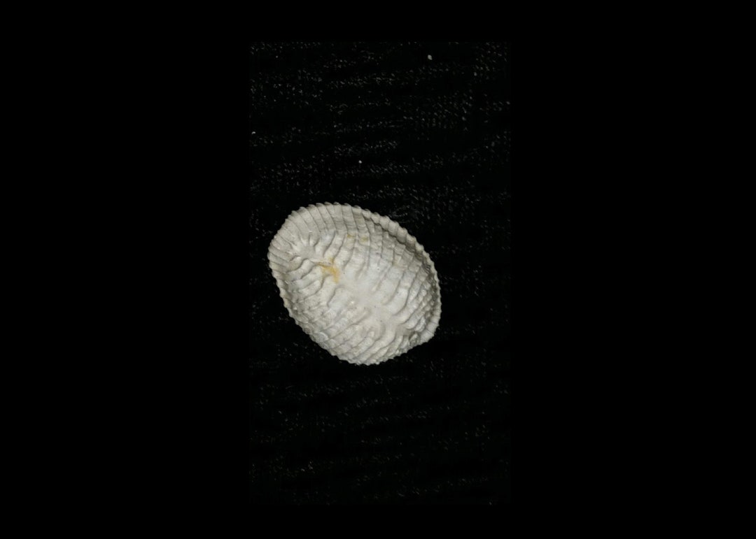 Florida Fossilized / Fossil Trivia Shell Fossilized Gastropod Triviidae ...